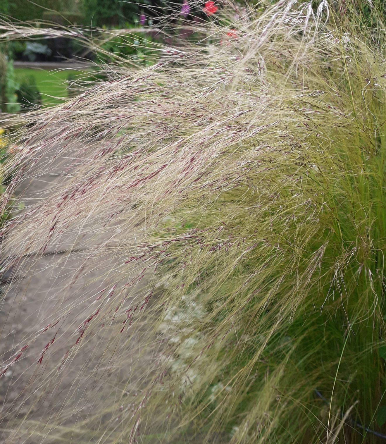 Stipa tenuissima 'Pony Tails' | Well Established Stipa | Proctors Nursery
