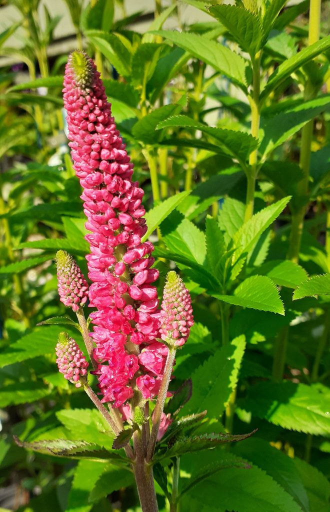 Veronica longifolia 'First Love' | Established Veronica | Proctors Nursery