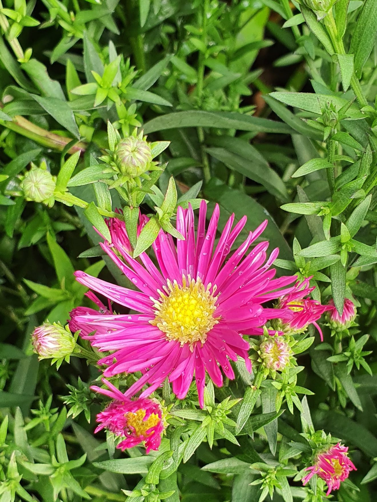 Aster novi-belgii 'Crimson Brocade' | Proctors Nursery