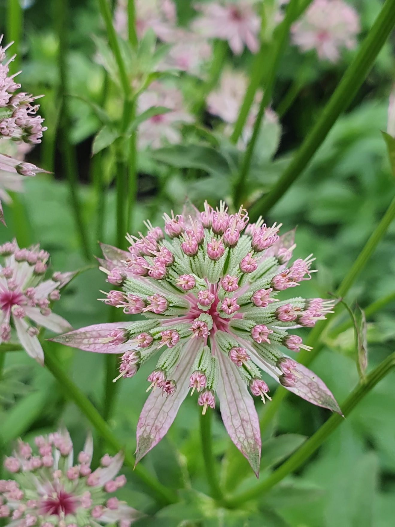 Astrantia major 'Florence' | Shop Established Astrantia | Proctors Nursery