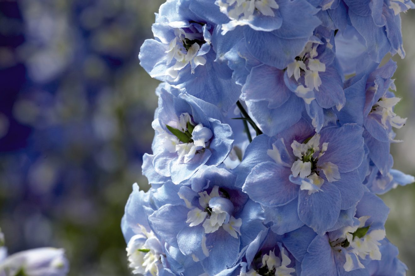 Delphinium x cultorum 'Magic Fountains Sky Blue / White Bee' | Proctors Nursery