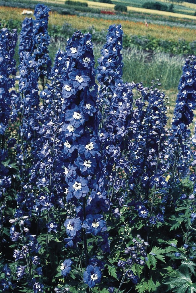 Delphinium 'Blue Bird' (Pacific Giant Series) | Delphinium | Proctors ...