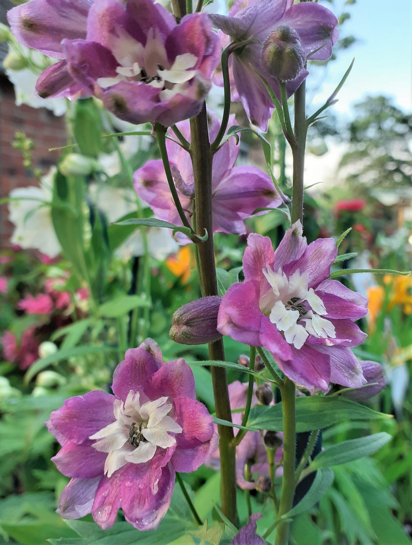 Delphinium x cultorum 'Magic Fountains Lilac Rose / White Bee' | Proctors Nursery