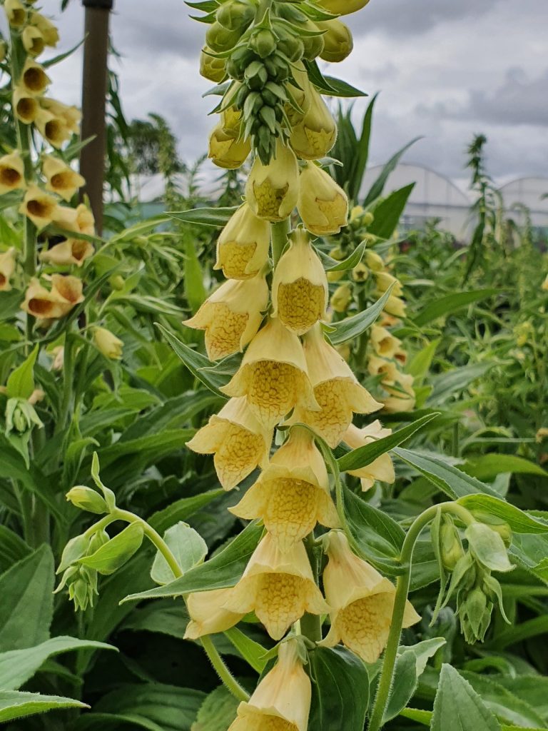 Digitalis grandiflora (Ambigua) | Shop Digitalis | Proctors Nursery