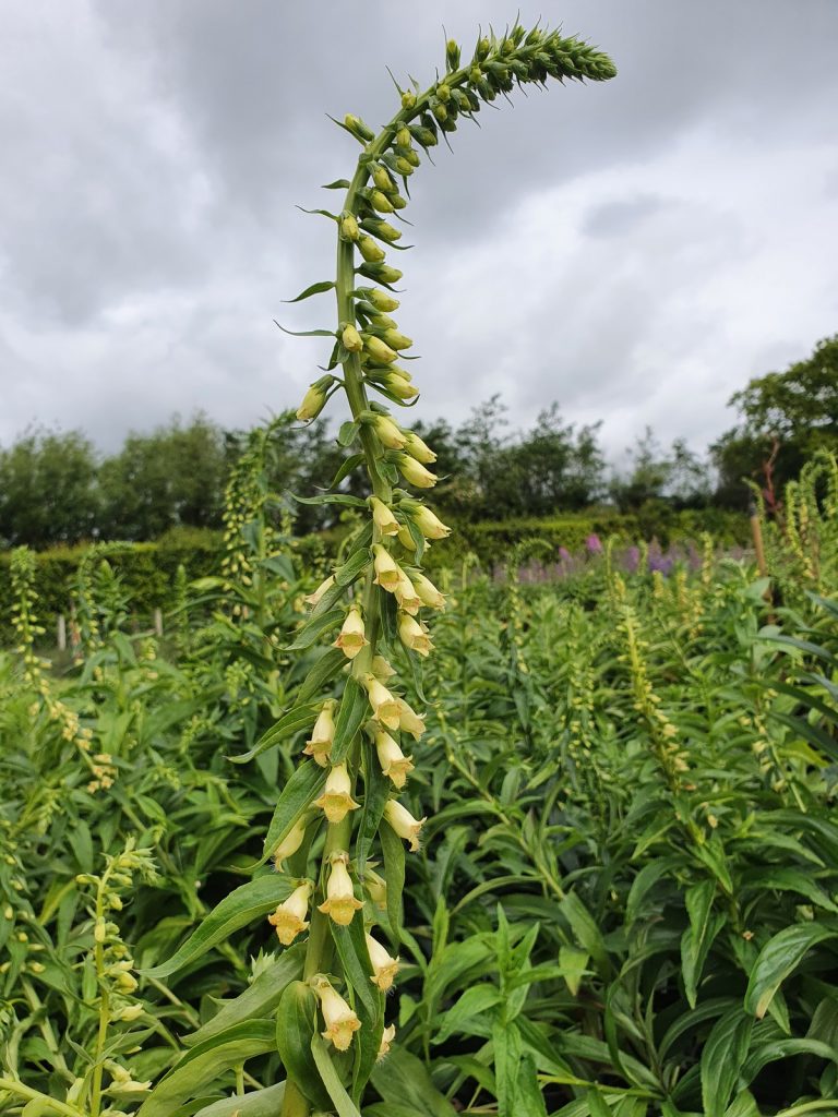Digitalis lutea | Shop Well Established Digitalis | Proctors Nursery