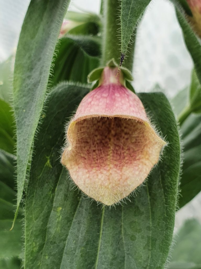 Digitalis hybrida 'Polkadot Polly' | Shop Established Digitalis ...