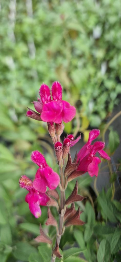Salvia 'Pink Mulberry' | Shop Well Established Salvia | Proctors Nursery