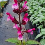 Buy Salvia Plants Online | Online Shop | Proctors Nursery