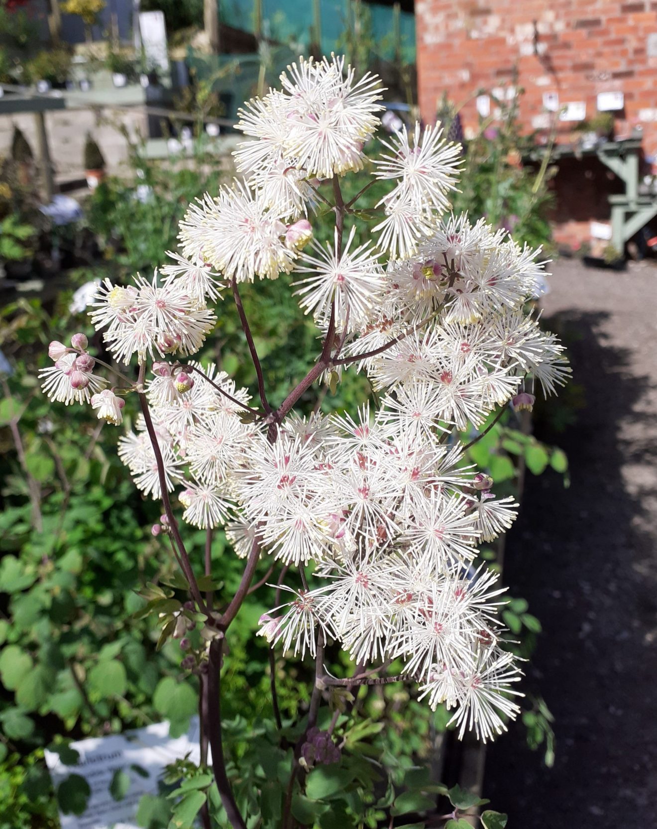 Thalictrum 'Nimbus White' | Proctors Nursery