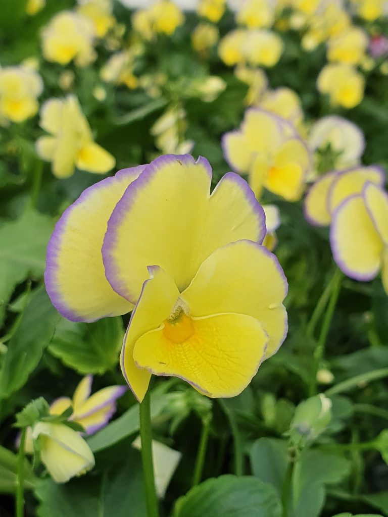 Viola 'Etain' | Proctors Nursery