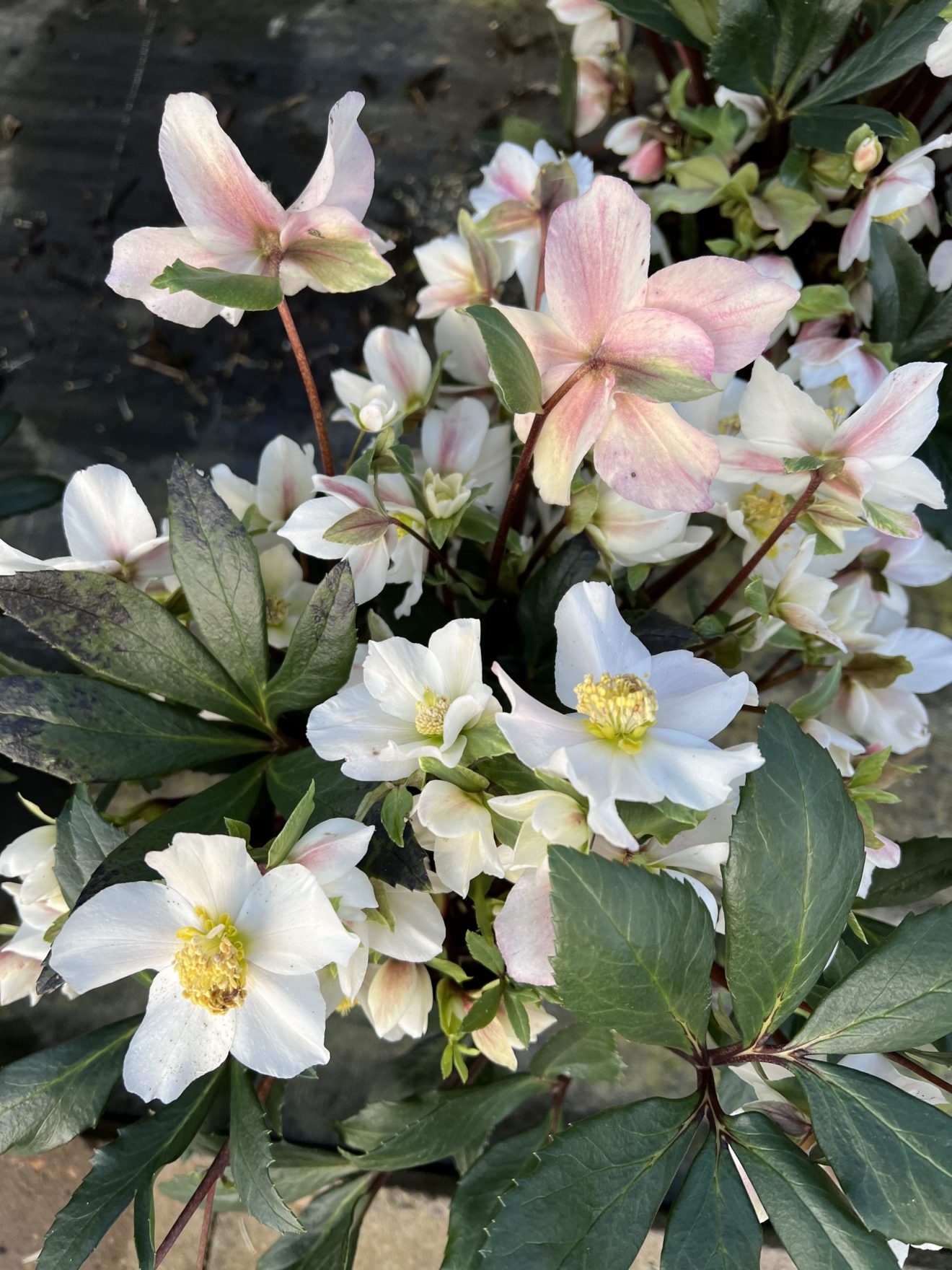 Helleborus niger | Shop Well Established Helleborus | Proctors Nursery