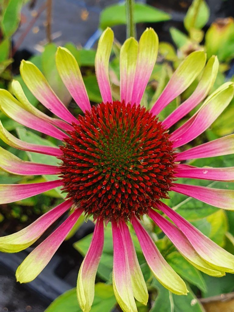 Echinacea purpurea 'Green Twister' | Shop Echinacea | Proctors Nursery