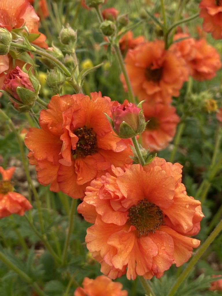 Geum 'Tropical Tempest' | Shop Well Established Geum | Proctors Nursery