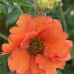 Buy Geum Plants Online | Online Shop | Proctors Nursery