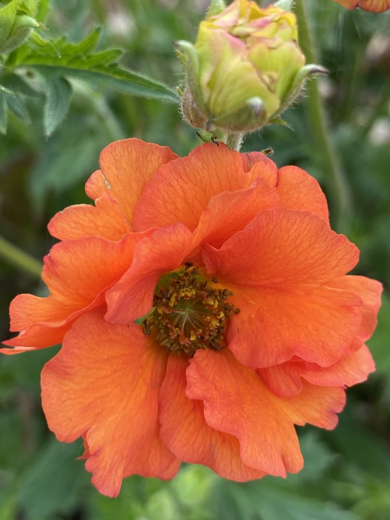 Geum 'Tropical Tempest' | Shop Well Established Geum | Proctors Nursery
