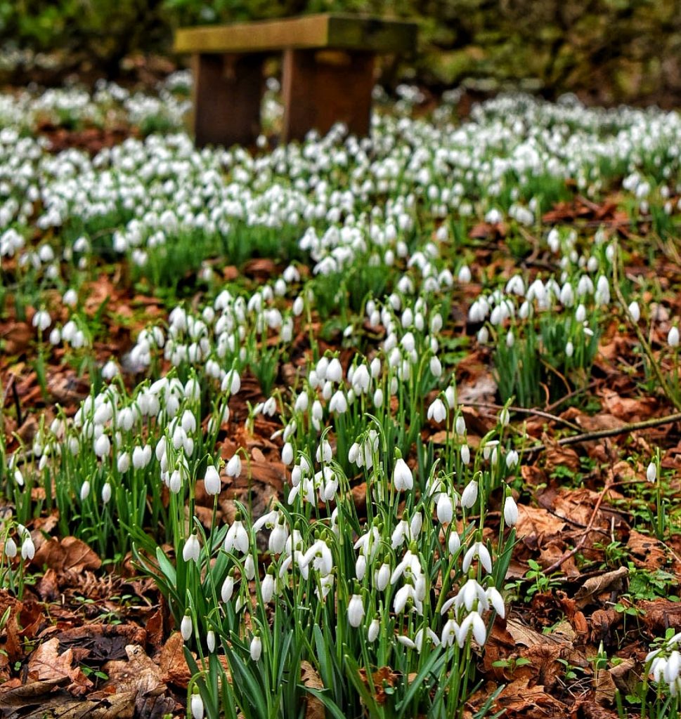 Snowdrops Bulbs in the Green x 100 | Proctors Nursery