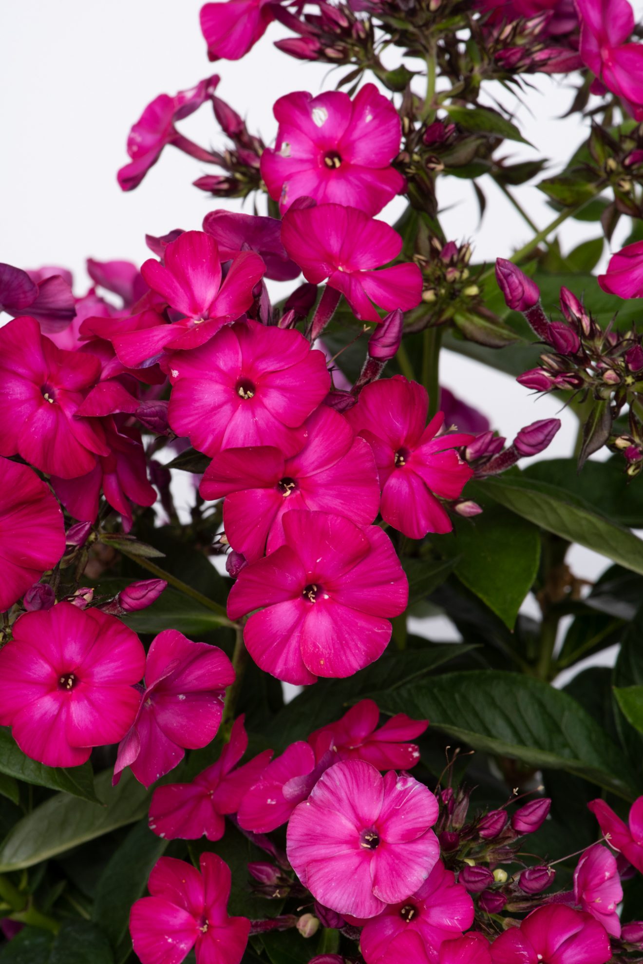 Phlox paniculata Famous 'Magenta' | Shop Phlox | Proctors Nursery