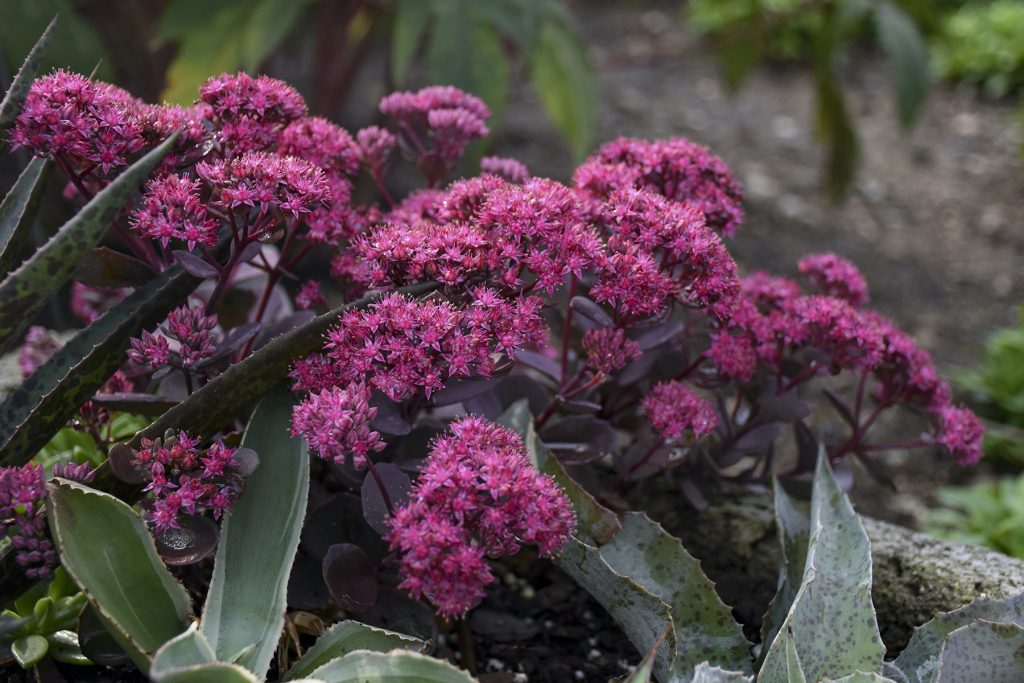 Hylotelephium 'Superstar' | Hylotelephium (Sedum) | Proctors Nursery
