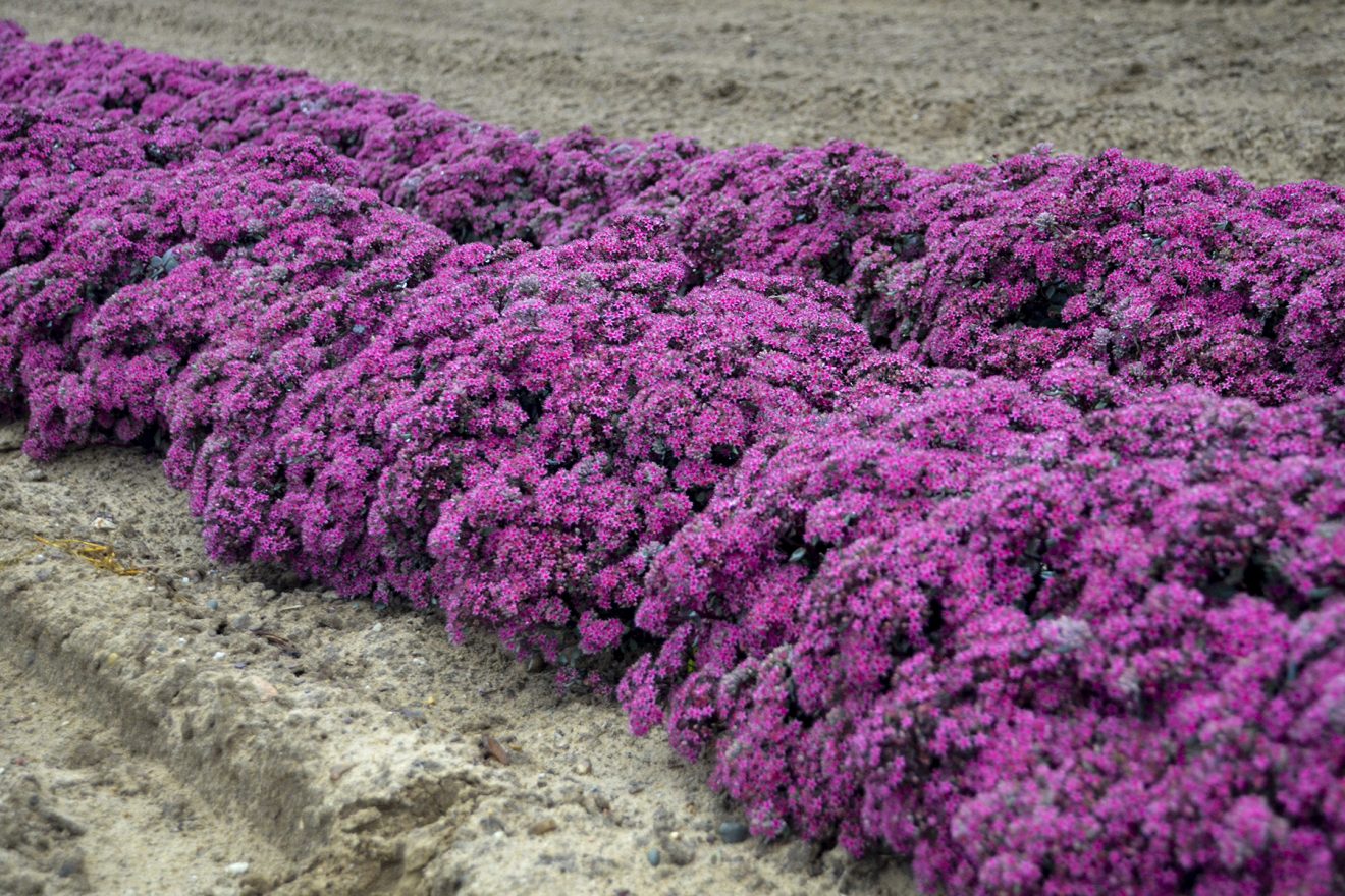 Hylotelephium 'Superstar' | Hylotelephium (Sedum) | Proctors Nursery