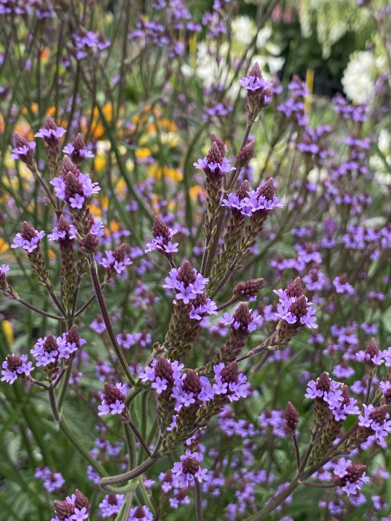 Verbena macdougalii 'Lavender Spires' | Proctors Nursery