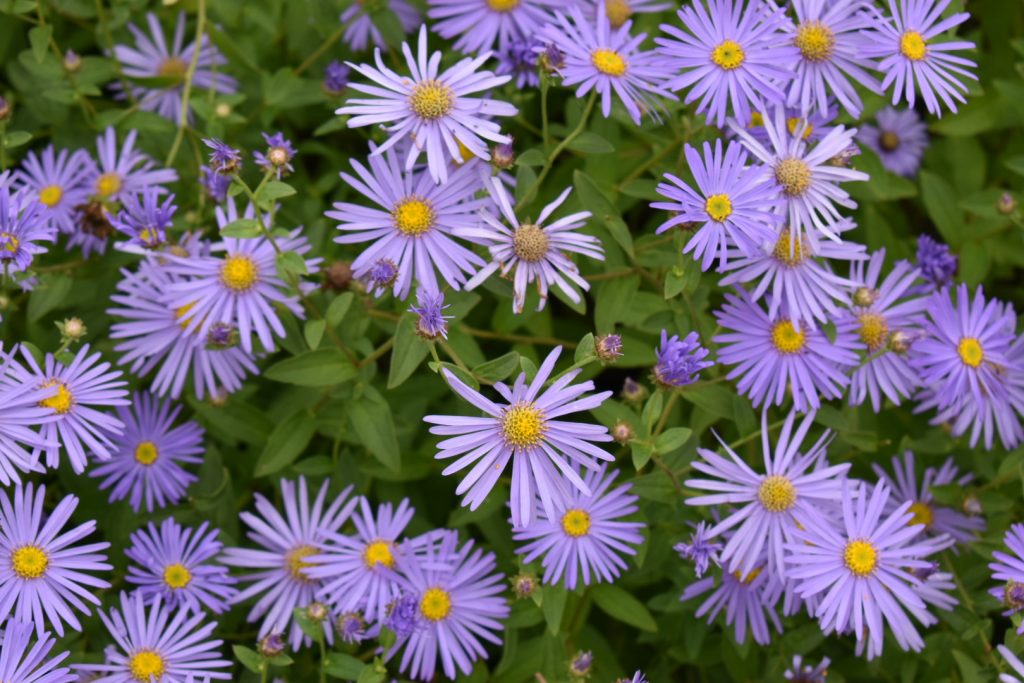 Aster x frikartii 'Monch' | Shop Well Established Asters | Proctors Nursery