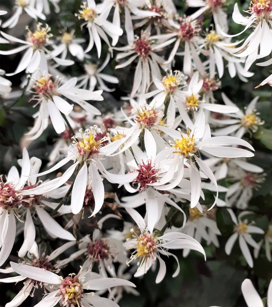 Symphyotrichum (Aster) divaricatus | Shop Established Aster | Proctors ...