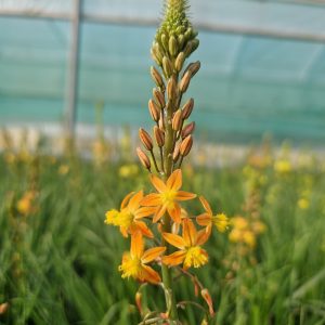 Bulbine Archives | Proctors Nursery