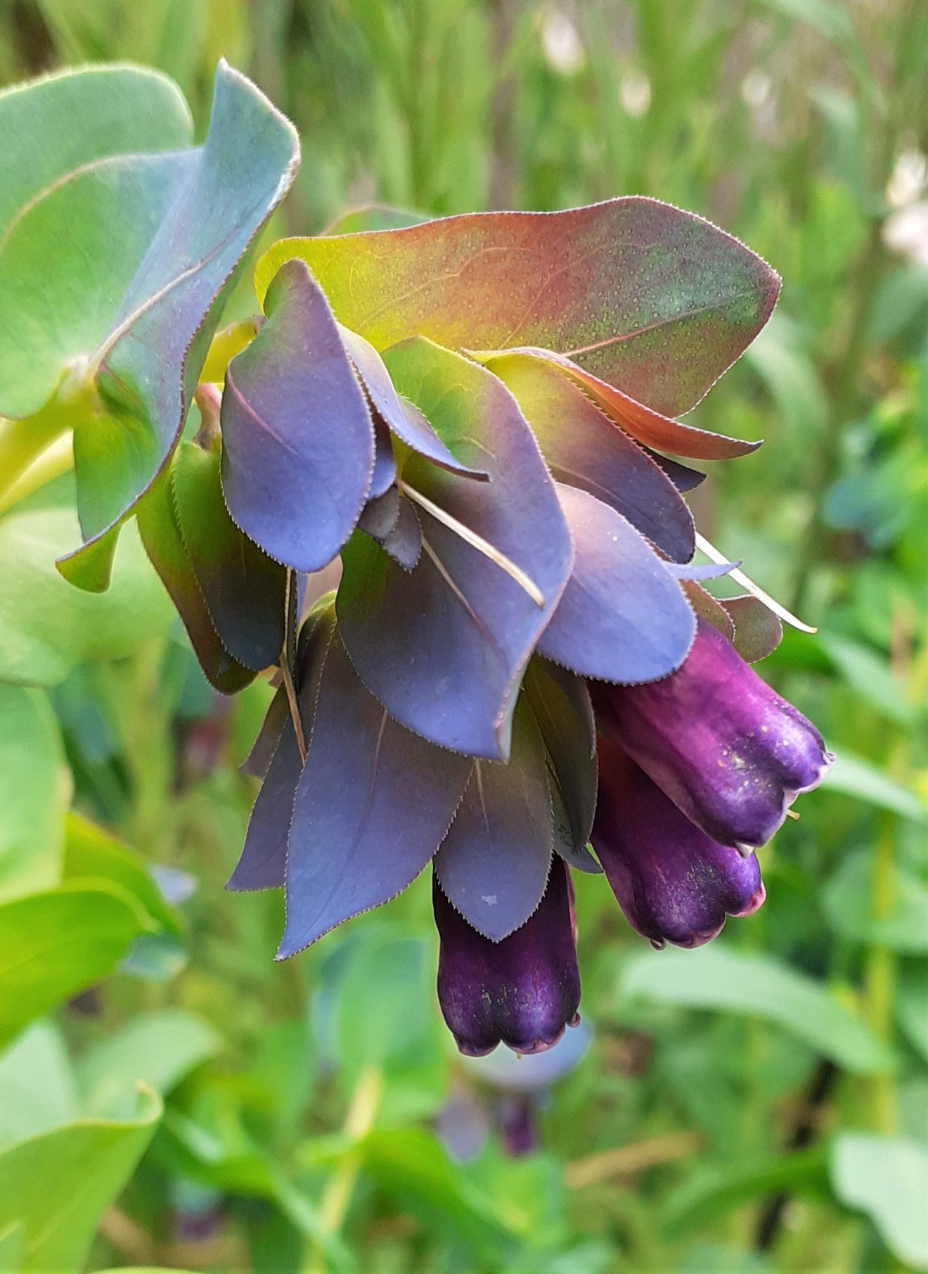Cerinthe major 'Purpurascens' | Shop Cerinthe | Proctors Nursery