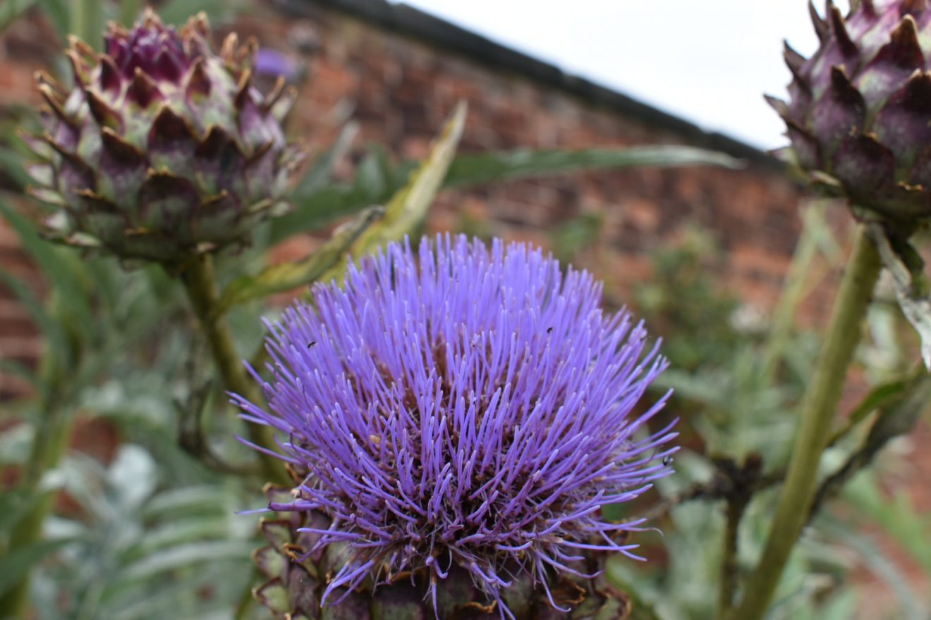 Cynara cardunculus | Shop Well Established Cynara | Proctors Nursery