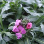 Buy Erysimum Plants Online | Online Shop | Proctors Nursery