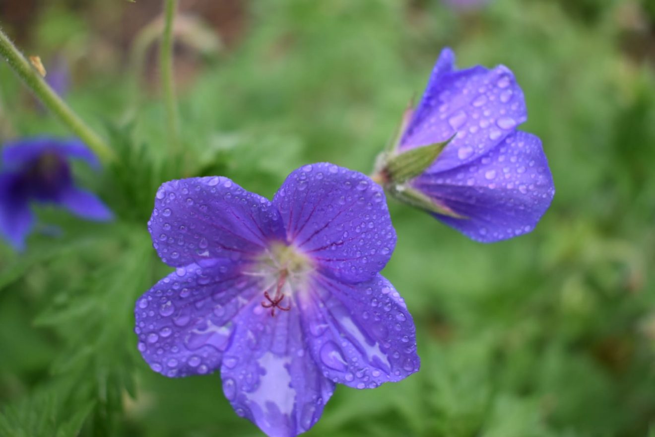 Geranium 'Johnsons Blue' | Shop Established Geranium | Proctors Nursery