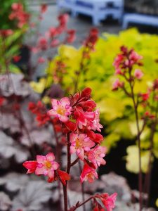 Heuchera 'Milan' | Shop Well Established Heuchera | Proctors Nursery