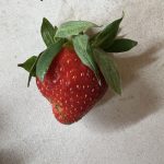 Buy Fruit Online | Online Shop | Proctors Nursery
