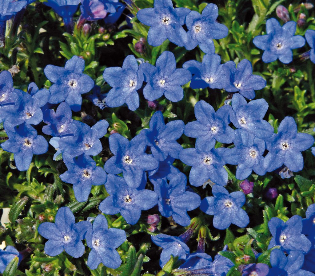 Lithodora diffusa 'Grace Ward' | Proctors Nursery