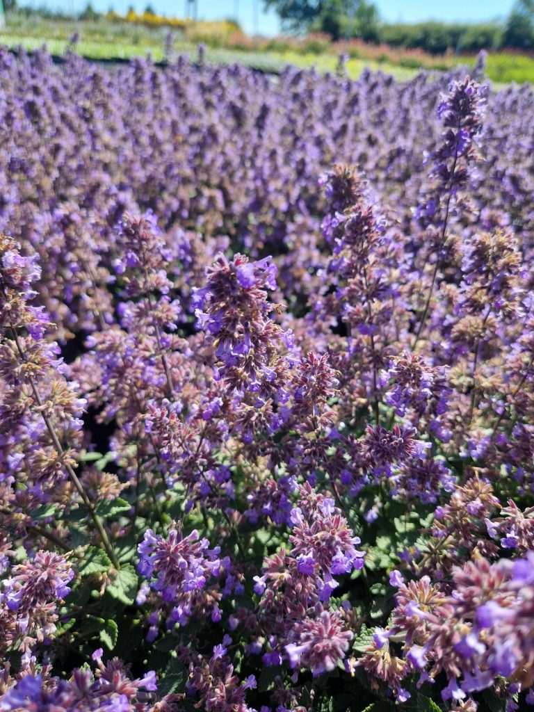 Nepeta faassenii 'Purrsian Blue' | Shop Nepeta | Proctors Nursery