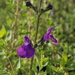 Buy Salvia Plants Online | Online Shop | Proctors Nursery
