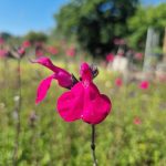 Buy Salvia Plants Online | Online Shop | Proctors Nursery