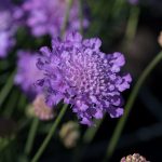 Buy Scabiosa Plants Online | Online Shop | Proctors Nursery