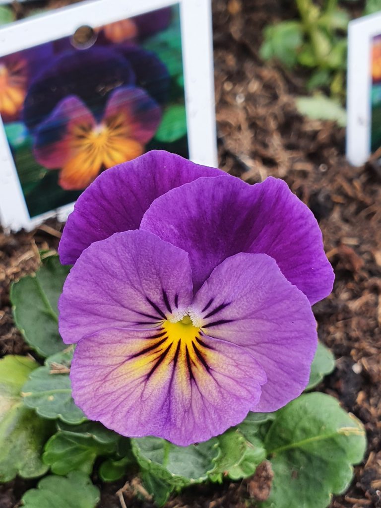 Viola 'Celestial Northern Lights' | Proctors Nursery