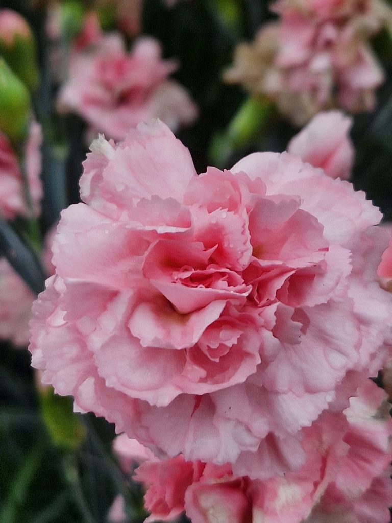 Dianthus 'Letitia Wyatt' | Shop Established Dianthus | Proctors Nursery