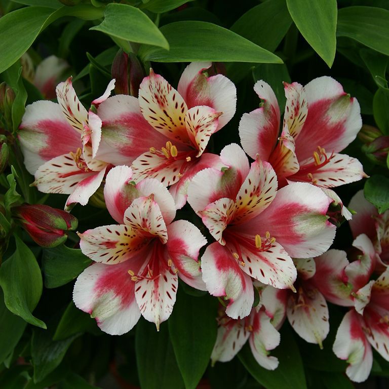 Alstroemeria ‘Inca Sweety’ | Shop Alstroemeria | Proctors Nursery