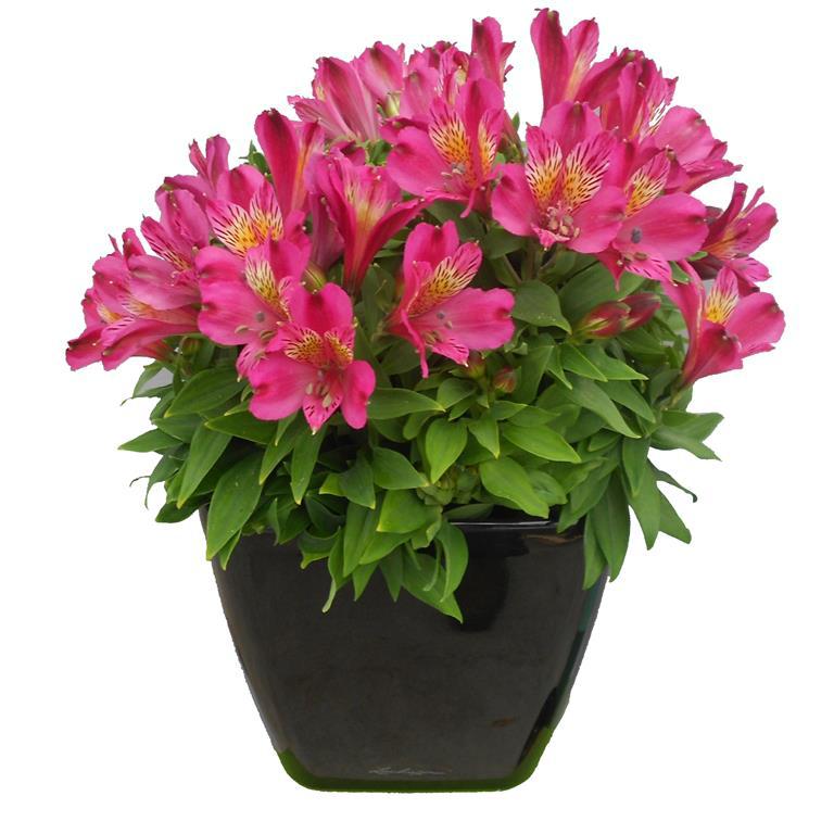 Alstroemeria ‘Inca Goal’ | Shop Established Alstroemeria | Proctors Nursery