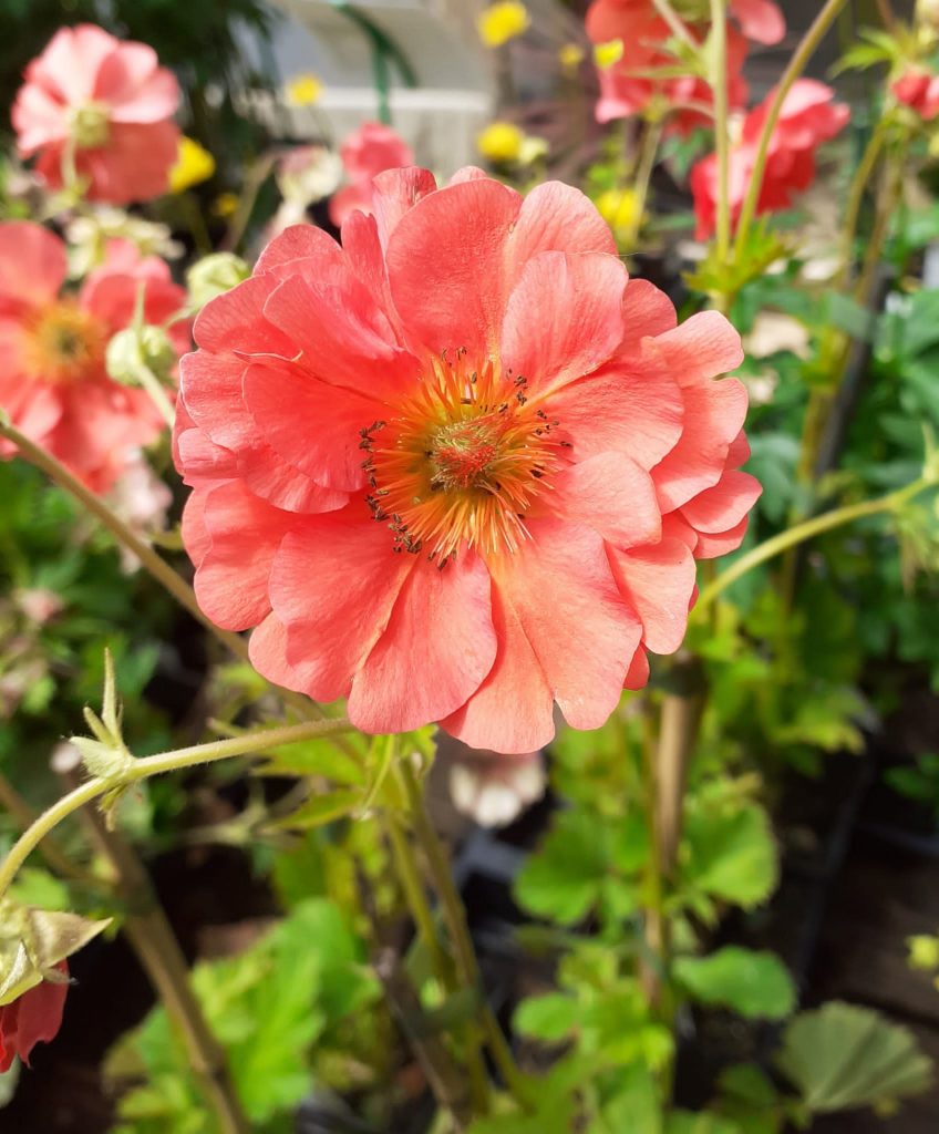 Geum 'Coral Tempest' | Buy Well Established Geums | Proctors Nursery
