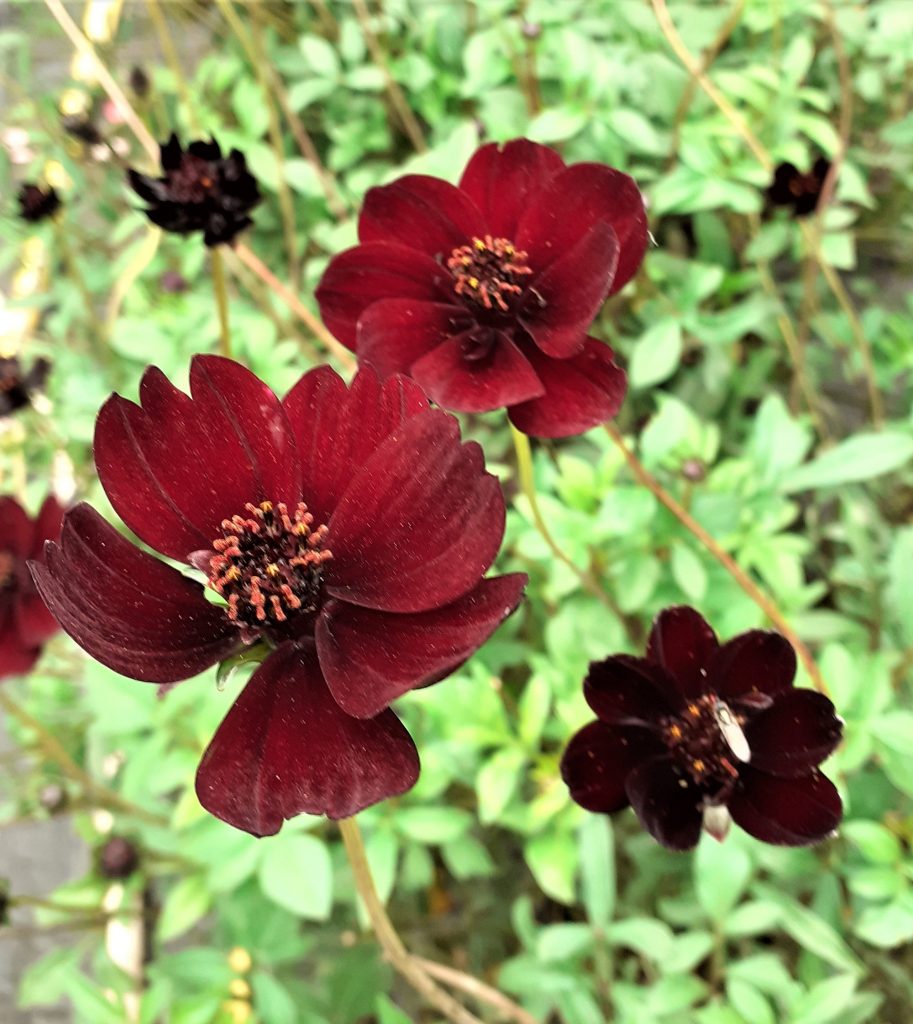 Cosmos atrosanguineus (Chocolate Scented) | Shop Cosmos | Proctors Nursery