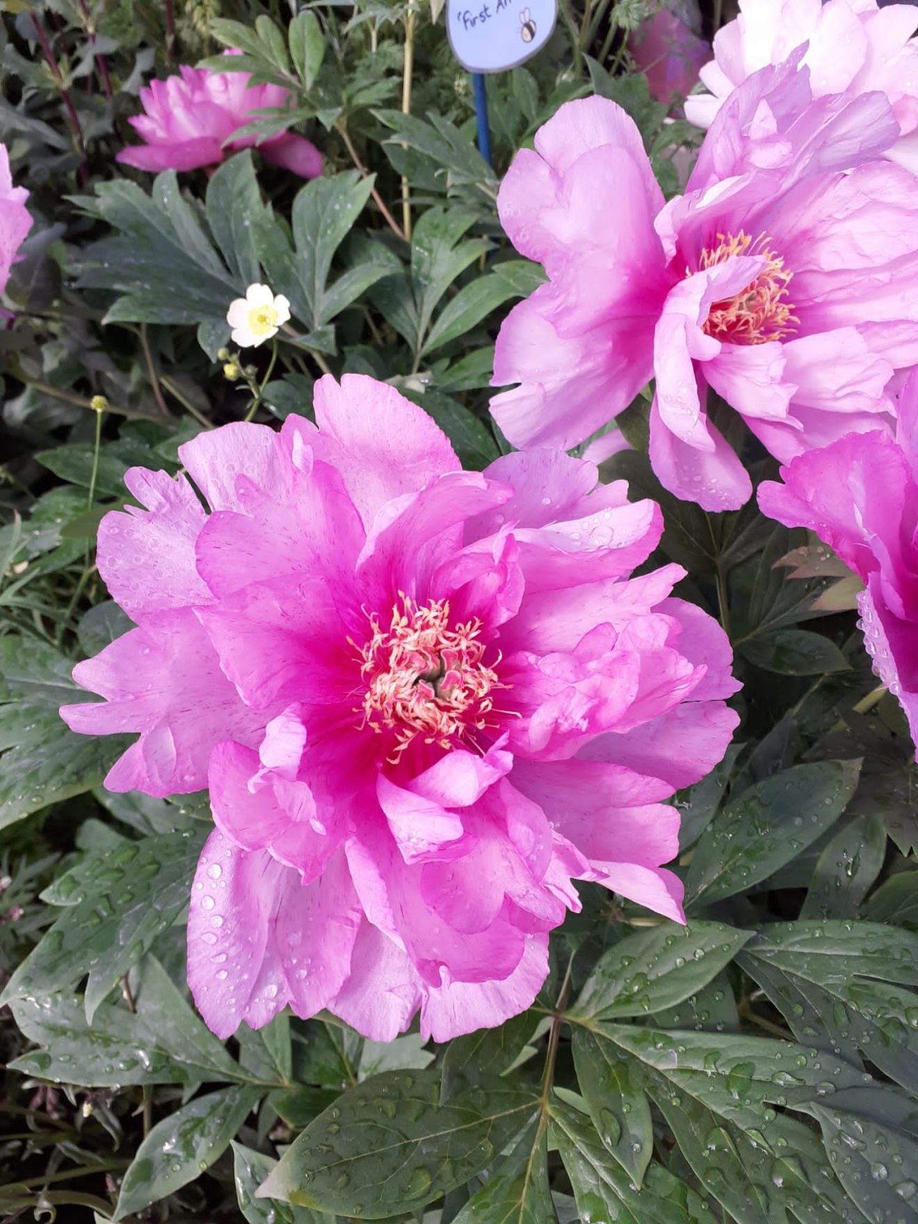 Paeonia 'First Arrival' | Shop Well Established Paeonia | Proctors Nursery