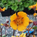 Buy Geum Plants Online | Online Shop | Proctors Nursery