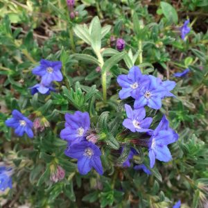 Lithodora | Shop Well Established Lithodora | Proctors Nursery