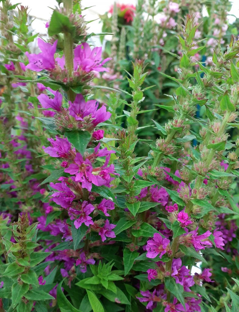 Lythrum 'Robert' | Shop Well Established Lythrum | Proctors Nursery