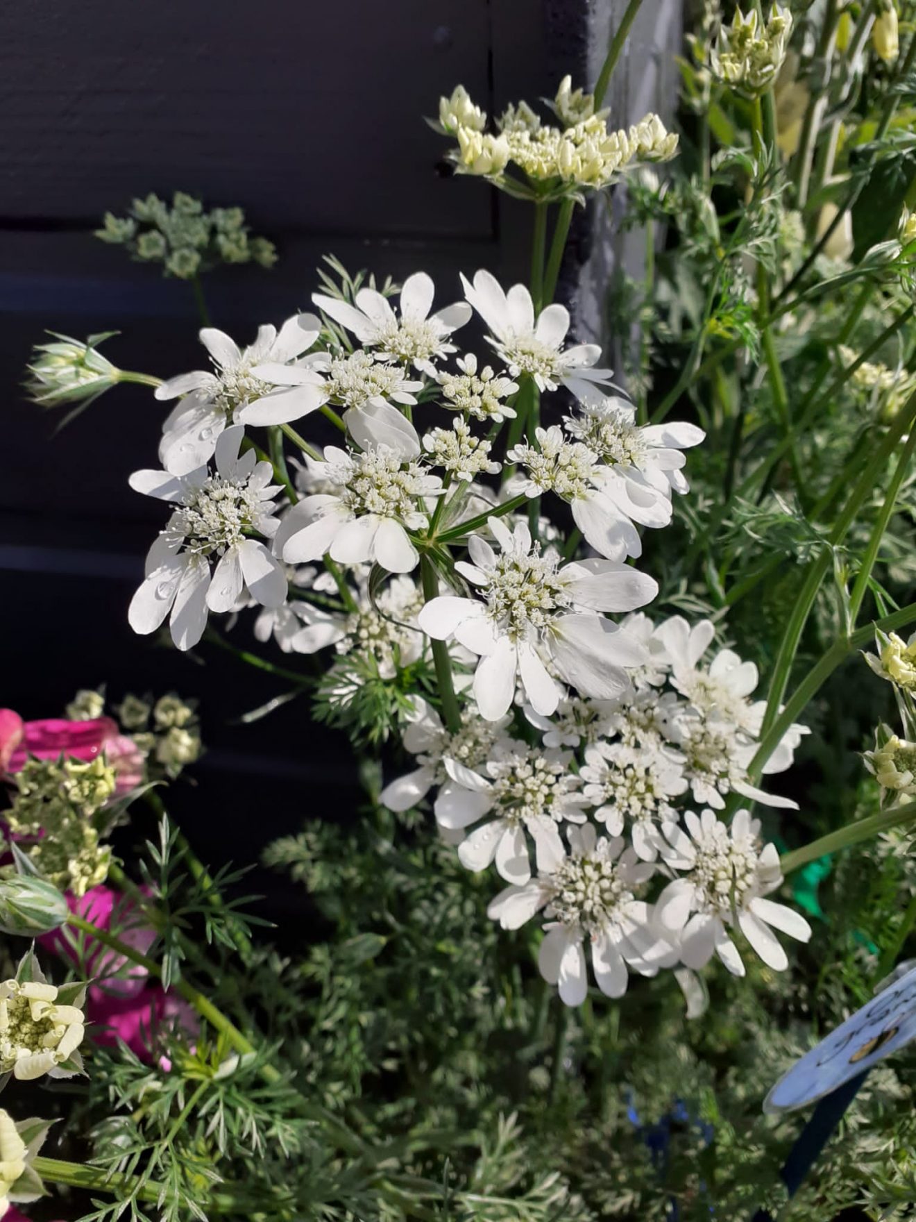 Orlaya grandiflora | Shop Well Established Orlaya | Proctors Nursery