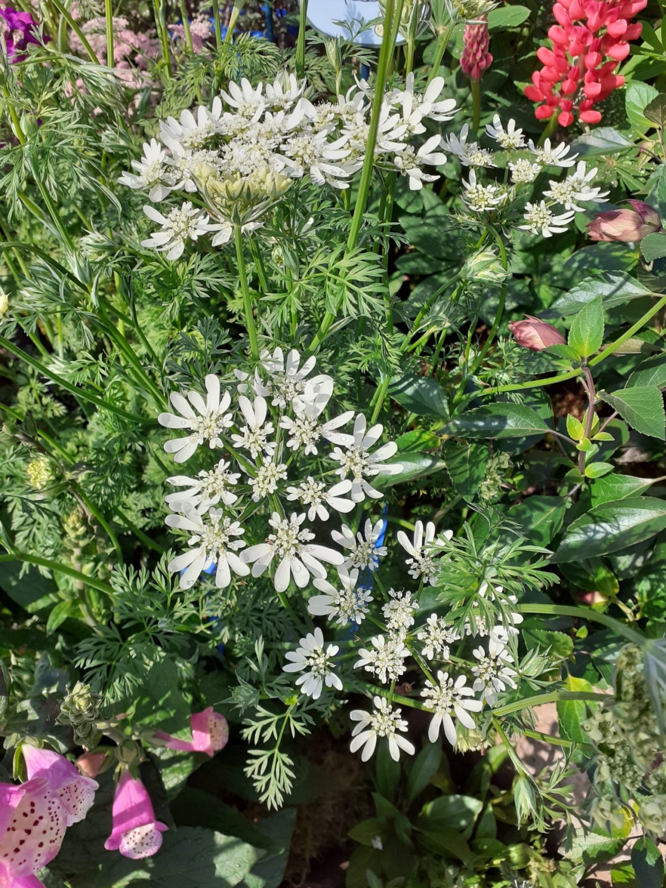 Orlaya grandiflora | Shop Well Established Orlaya | Proctors Nursery
